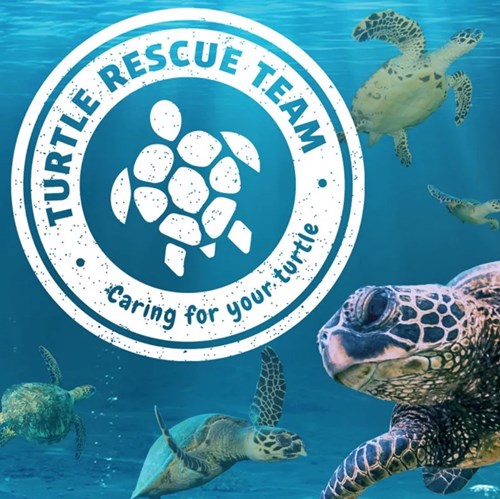 Join the turtle rescue team at SEA LIFE - Trafford Palazzo
